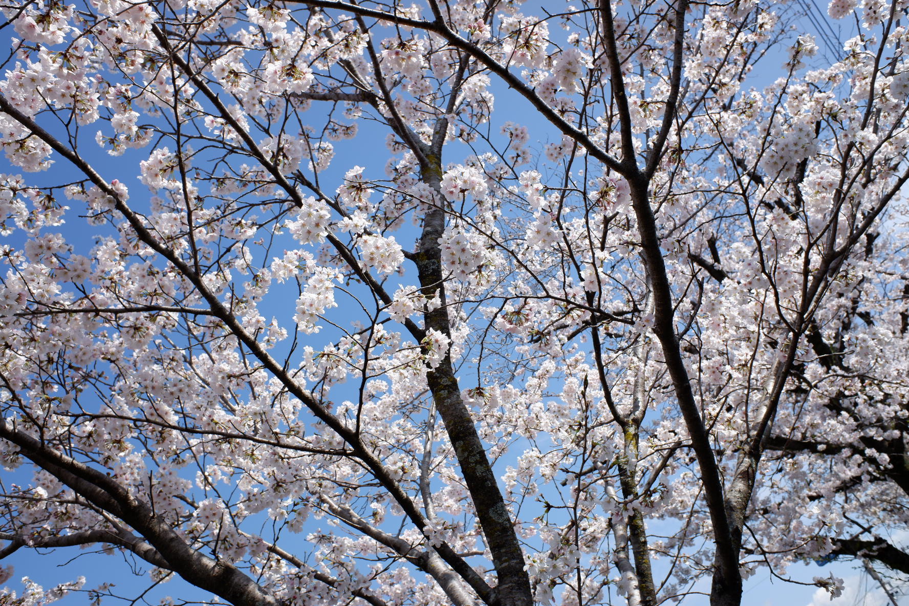 2022_0327_14232700(2) | 千代原の介護保険な日々